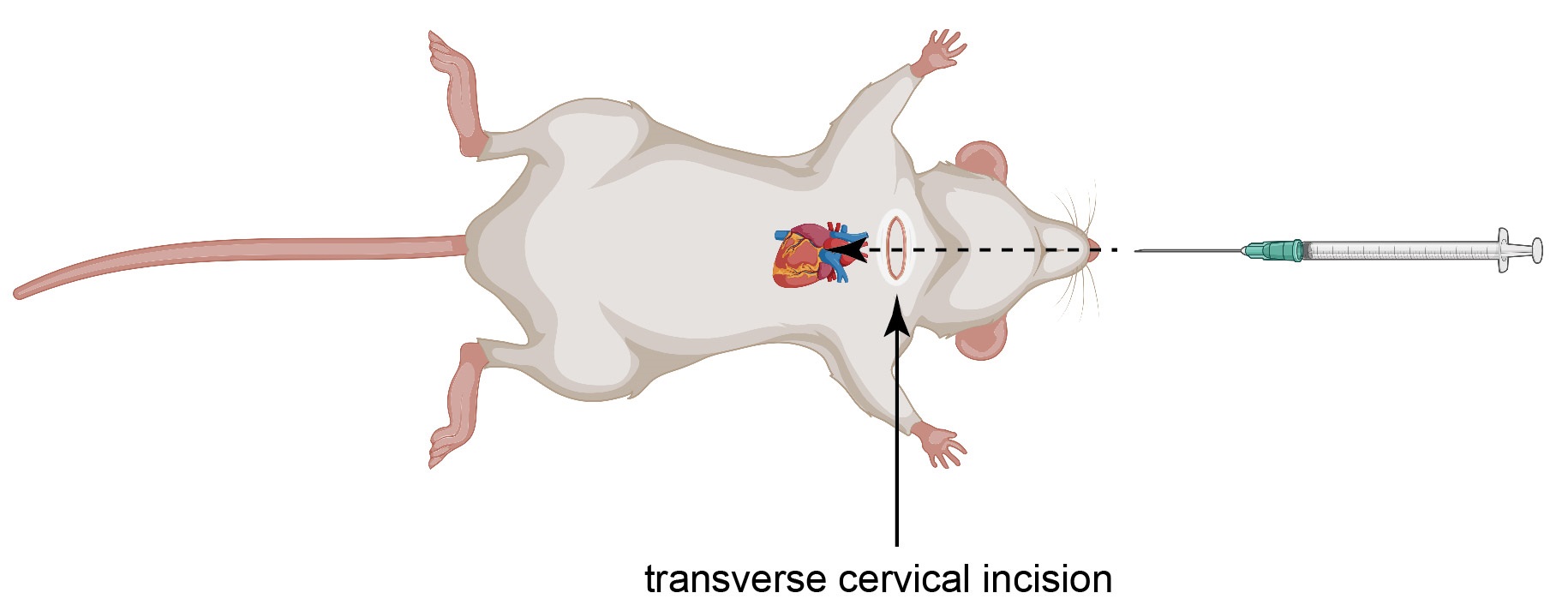 An Efficient and Simplified Technique for Cardiac Puncture to Collect ...