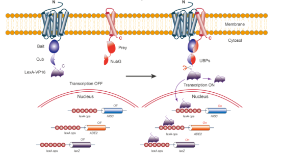 Membrane Yeast Two-Hybrid Screening and Validation Experiment Protocol