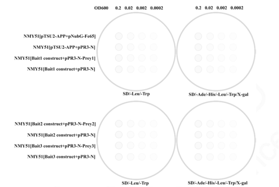 Membrane Yeast Two-Hybrid Screening and Validation Experiment Protocol