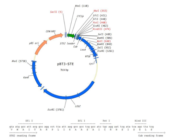 Membrane Yeast Two-Hybrid Screening and Validation Experiment Protocol