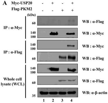 Co-Immunoprecipitation (Co-IP) using pAN580 in Nicotiana benthamiana or ...