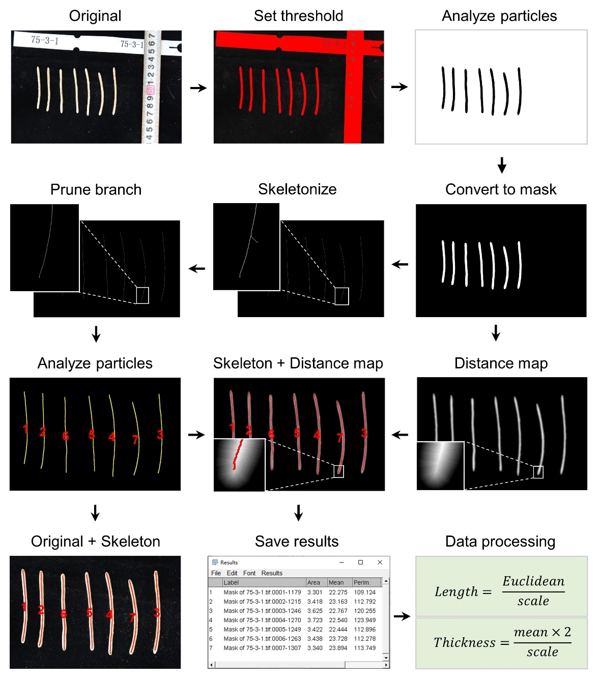 An efficient method to quantify silique parameters in rapeseed