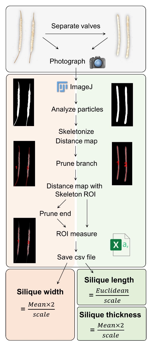 An efficient method to quantify silique parameters in rapeseed