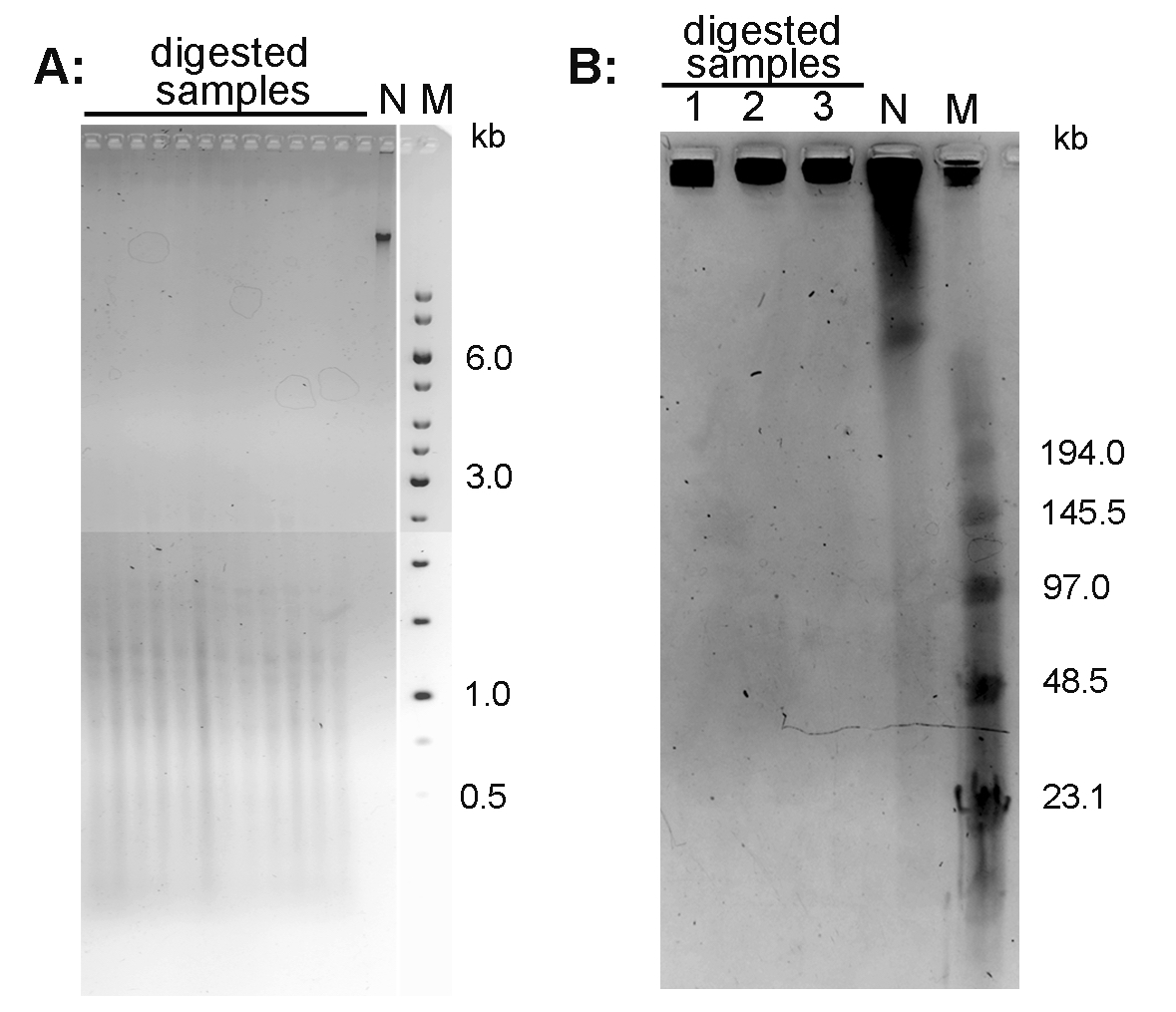 Terminal Restriction Fragments Trf Method To Analyze Telomere Lengths
