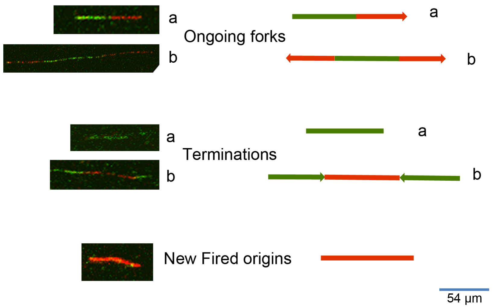 Dna Fiber Assay Upon Treatment With Ultraviolet Radiations —bio Protocol