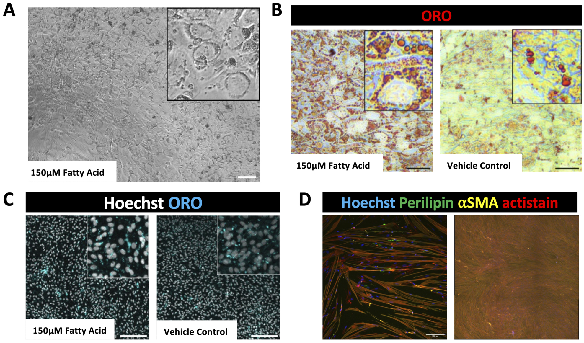 Isolation, Culture, and Differentiation of Bovine Muscle Resident Stem ...