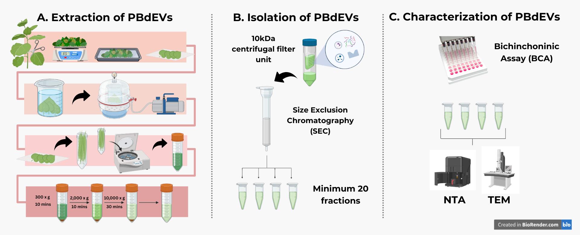 Extraction and Isolation of Extracellular Vesicles From Piper betle ...