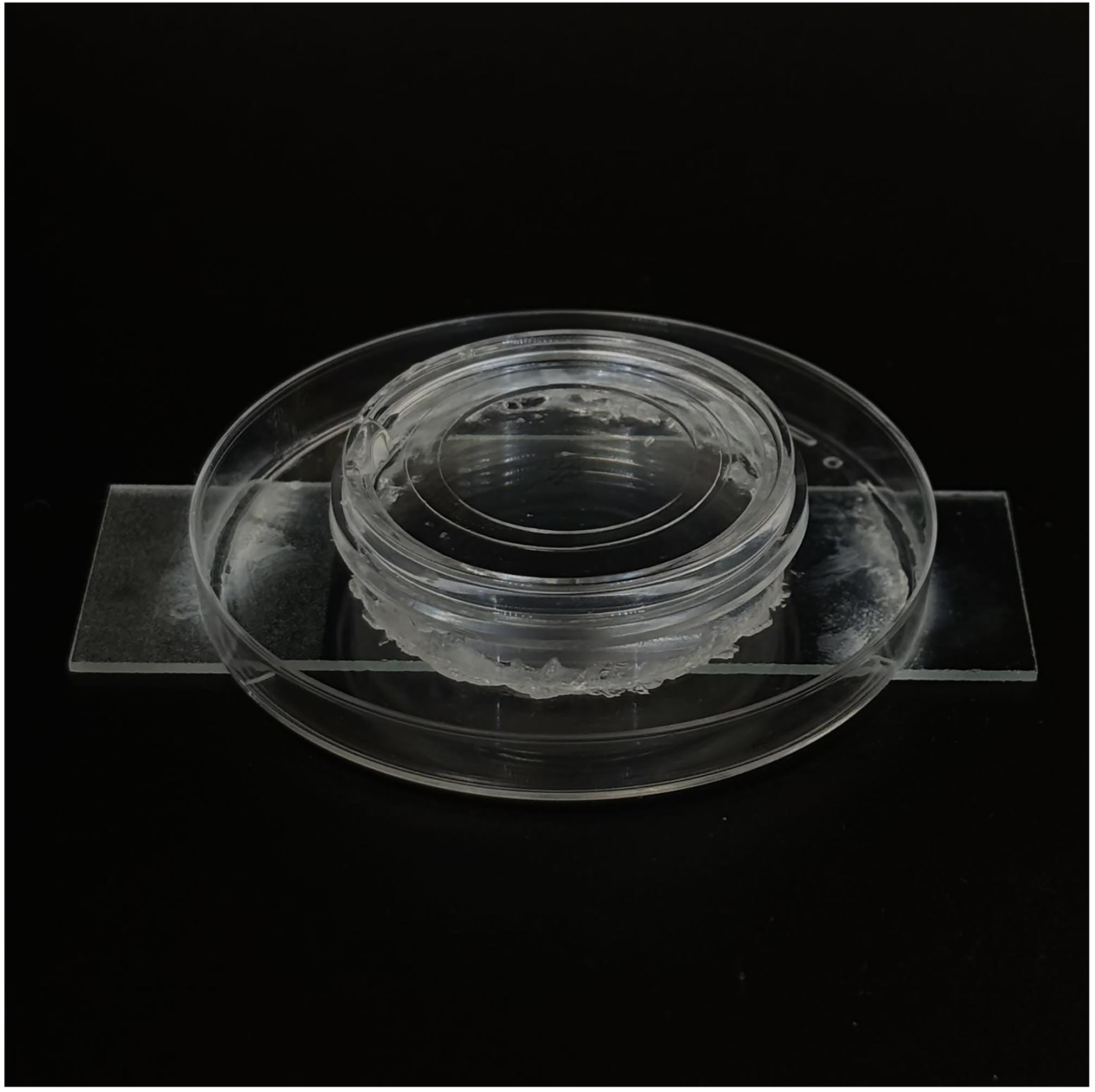Versatile Dual Mounting Enables Larval Zebrafish Imaging Across ...