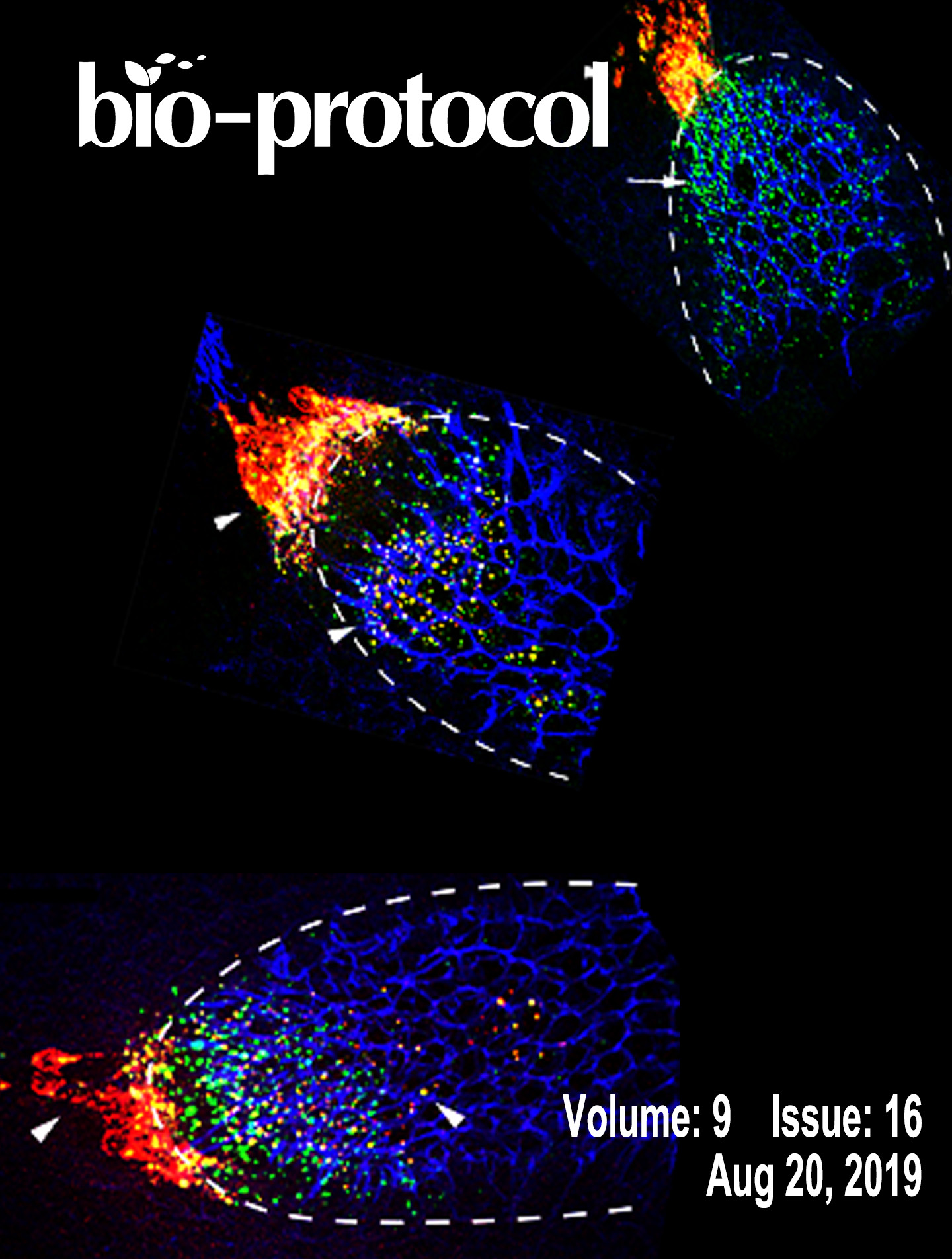 Volume: 9 Issue: 16 —BIO-PROTOCOL